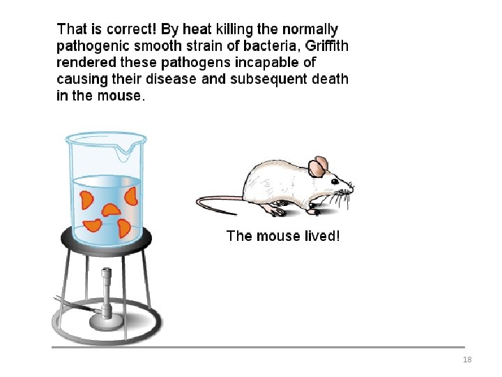 Griffiths Mouse Experiment Fredrick Griffith http www wwnorton
