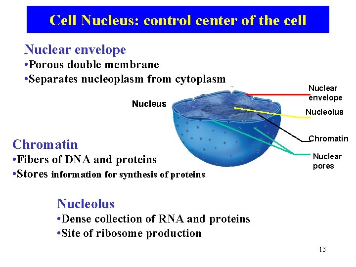 Chapter 3 Cells 1 3 1 Introduction Cell