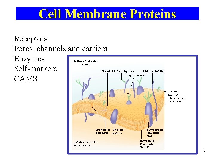 Chapter 3 Cells 1 3 1 Introduction Cell