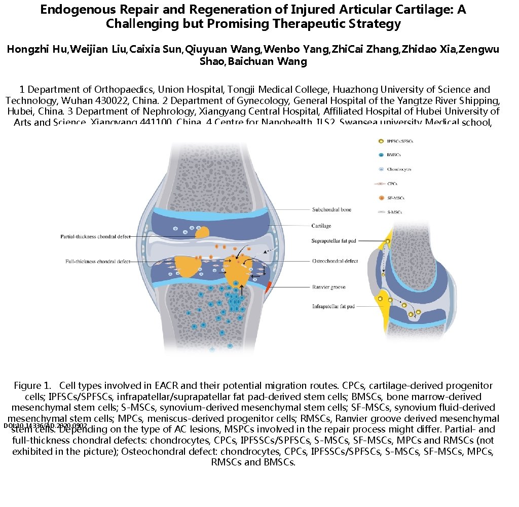 Endogenous Repair and Regeneration of Injured Articular Cartilage