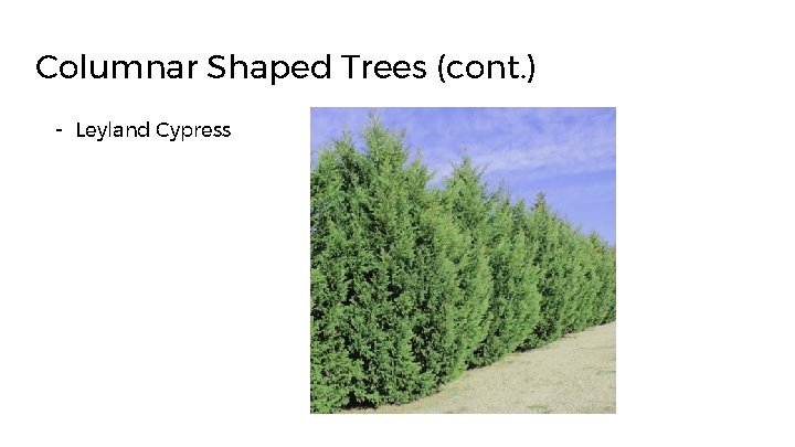 Trees Backyard Ecosystems Shapes of Trees Knowing the