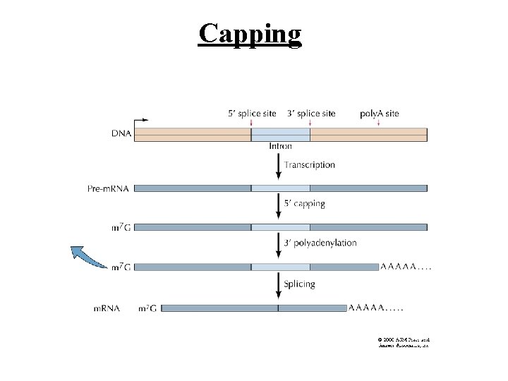 Transcription Central Dogma from Purves et al Life