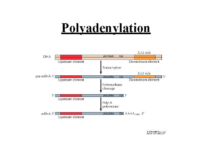 Transcription Central Dogma from Purves et al Life