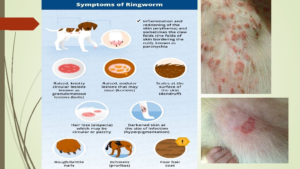 Animal Diseases Signs symptoms treatment and prevention It