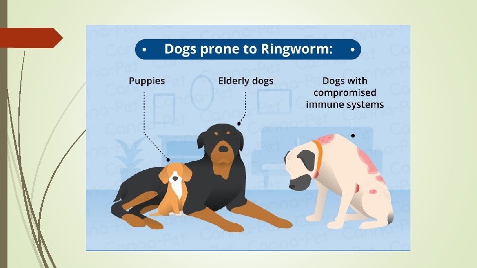 Animal Diseases Signs symptoms treatment and prevention It