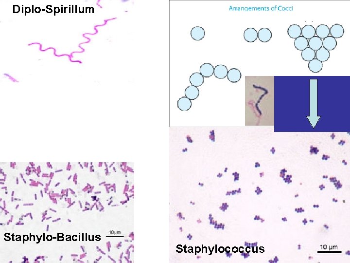 Classification of Bacteria A Domain Archaea means ancient