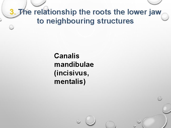 MANDIBULA LOWER JAW Anatomy Clinical notes Dentoalveolar topography