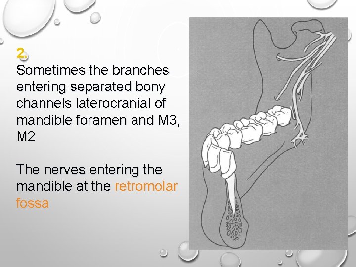 MANDIBULA LOWER JAW Anatomy Clinical notes Dentoalveolar topography