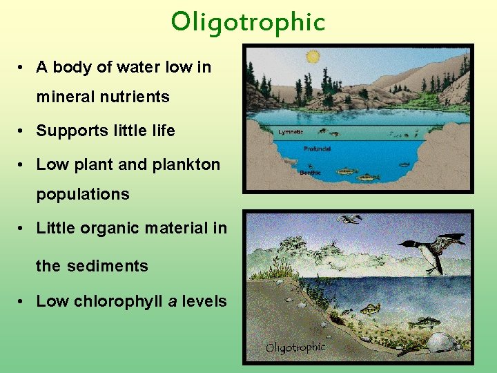 Freshwater Ecology Freshwater ecosystems are divided into two