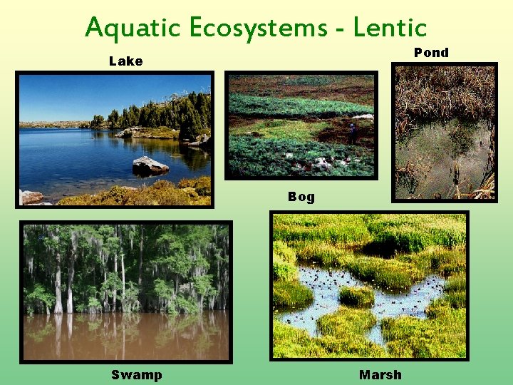 Freshwater Ecology Freshwater ecosystems are divided into two
