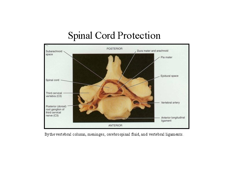 Introduction and Basic Structural Organization of the Nervous