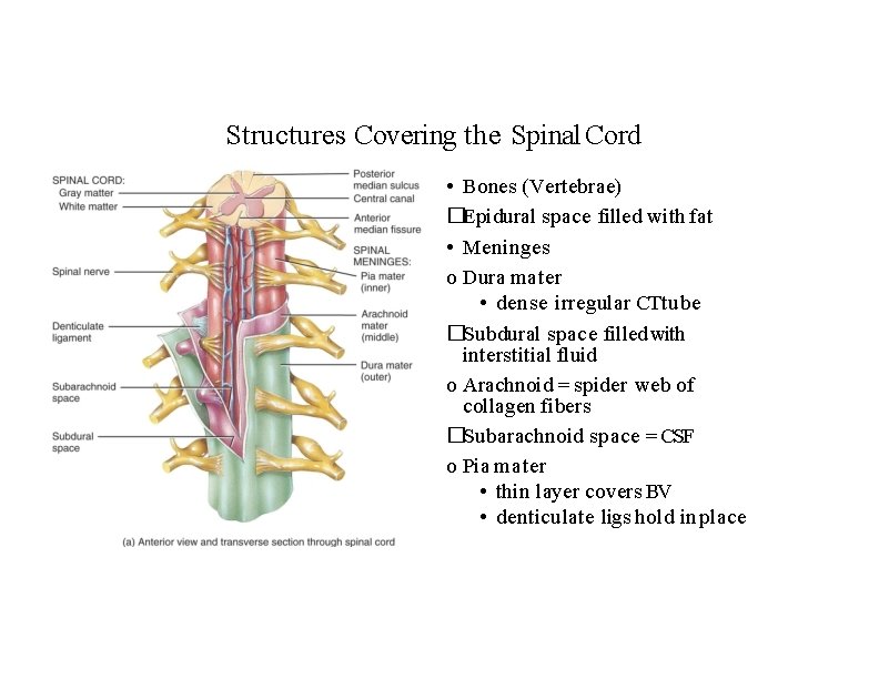 Introduction and Basic Structural Organization of the Nervous