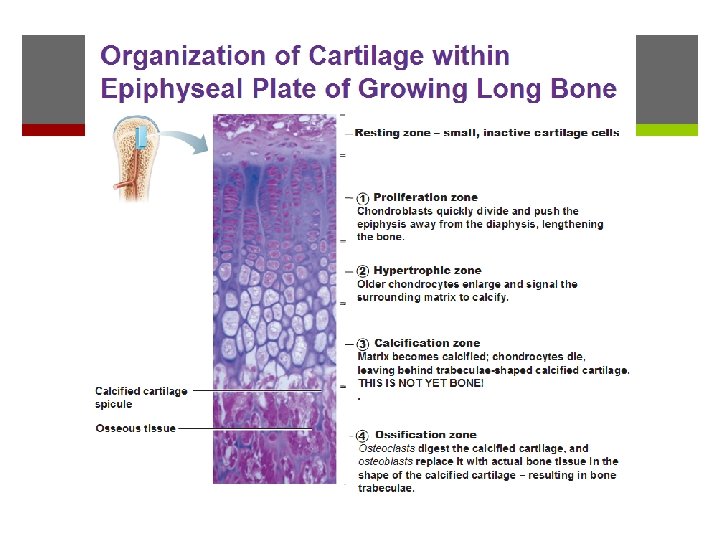 The Skeletal System 2 Anatomy of a Long
