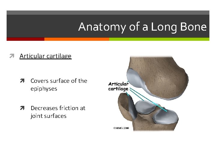 The Skeletal System 2 Anatomy of a Long