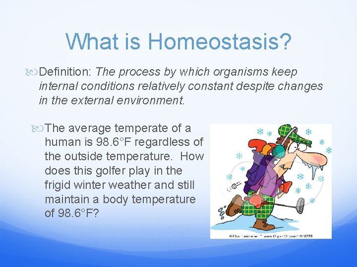 The Cell Membrane Maintaining Homeostasis Cell Membrane Function