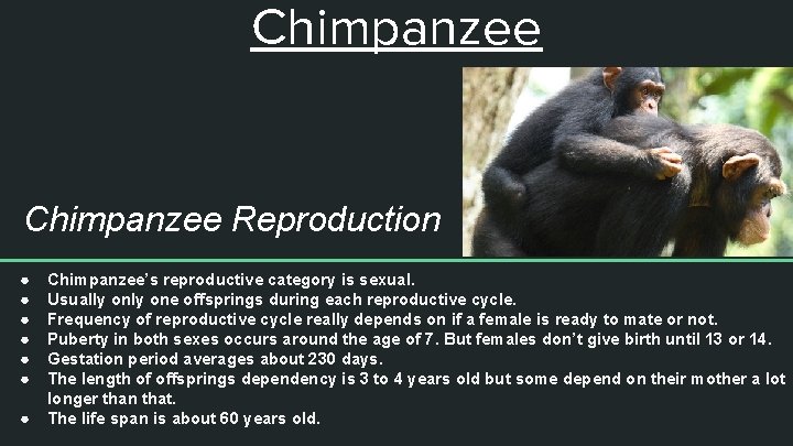 Opossum vs Chimpanzee Opossum Gestation Process of being
