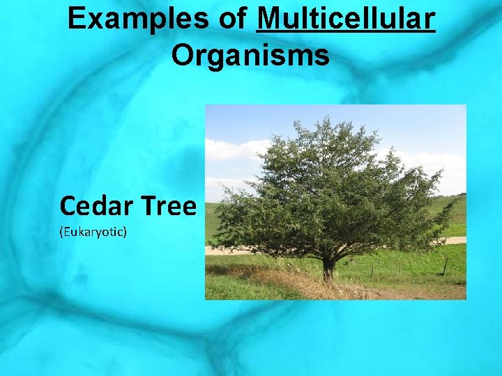 Your Objective The learner will identify the basic