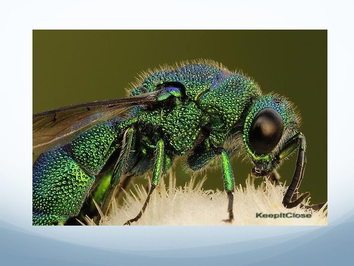 The Elements of Art There are 7 basic