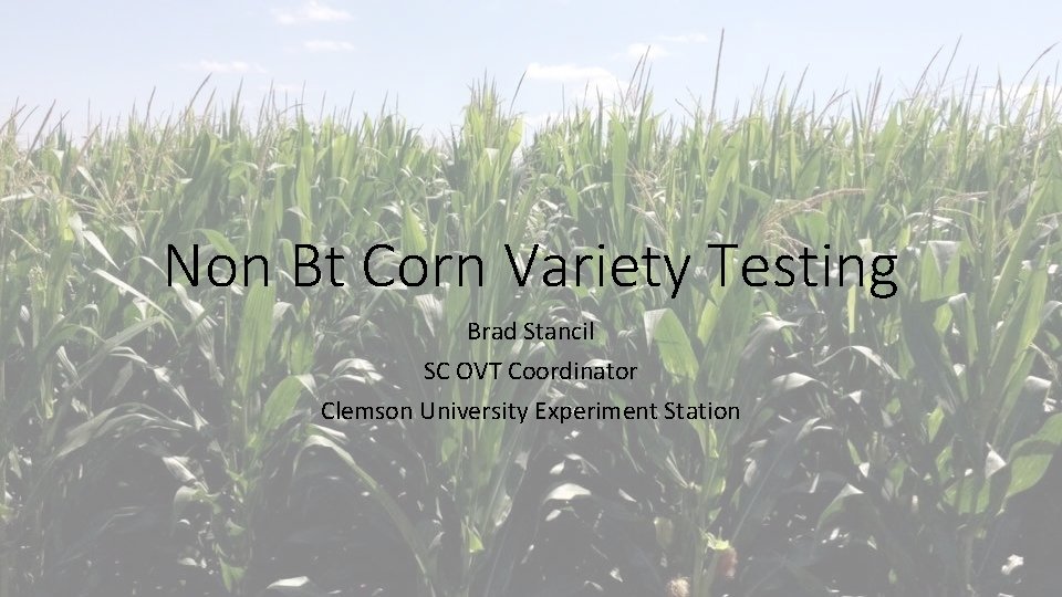 Non Bt Corn Variety Testing Brad Stancil SC