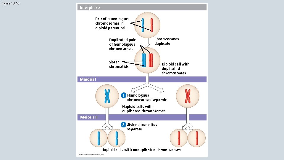 Lecture 18 GENETICS Outline Recombination crossing over Basic
