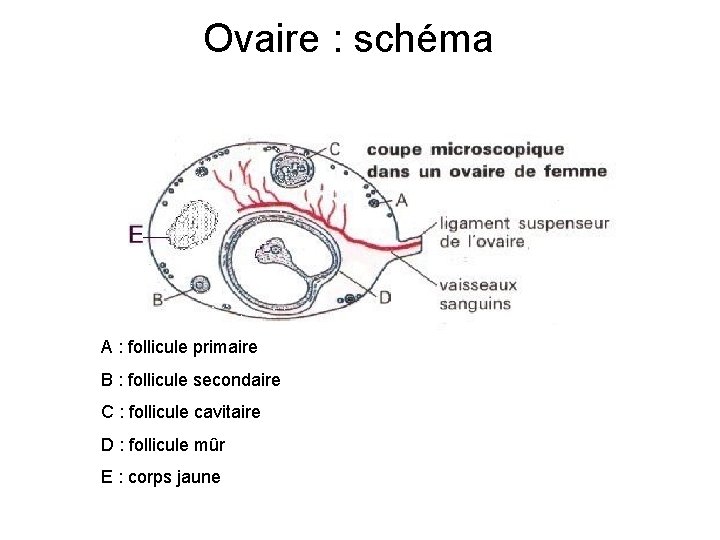 FONCTIONNEMENT DE LAPPAREIL REPRODUCTEUR FEMININ Chez la femme