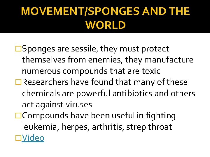 KINGDOM PORIFERA CNIDARIA WHAT IS A SPONGE Sponges