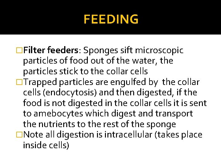 KINGDOM PORIFERA CNIDARIA WHAT IS A SPONGE Sponges