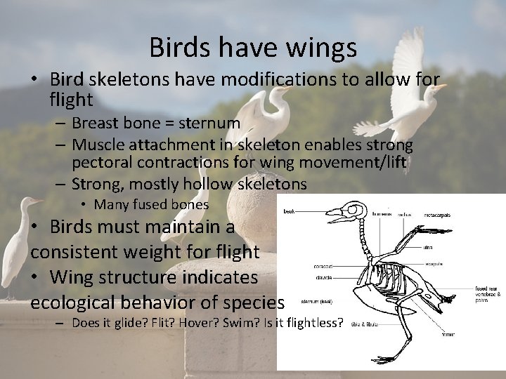 Reptiles Birds Ch 31 Turboblaaasssssst What is a