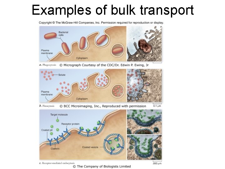 Membranes Composed of a phospholipid bilayer with embedded