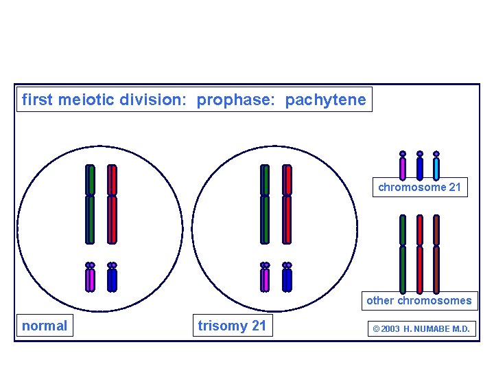 LECTURE 10 B MEIOSIS IN ACTION first meiotic