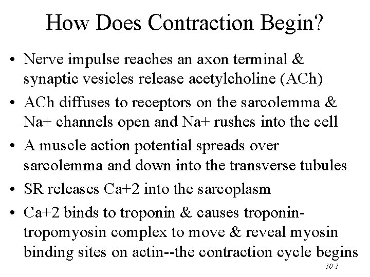 How Does Contraction Begin Nerve impulse reaches an