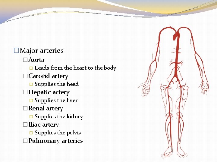 Blood Vessels Compare the structure and function of