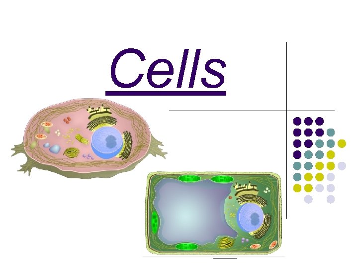 Cells Discovery of Cells l 1665 Robert Hooke