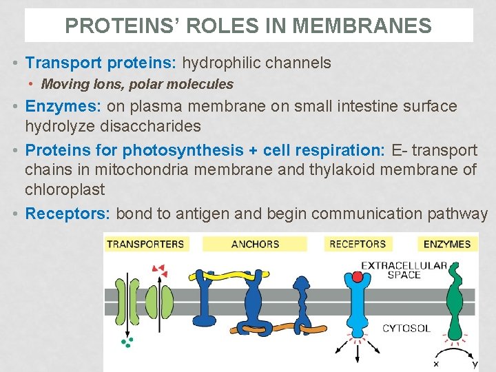 CELL MEMBRANES AND TRANSPORT CH 5 STRUCTURE OF