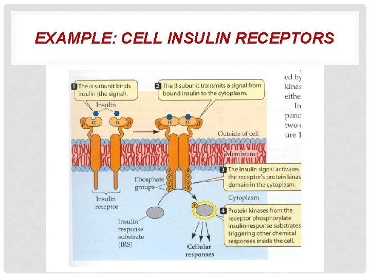 CELL MEMBRANES AND TRANSPORT CH 5 STRUCTURE OF