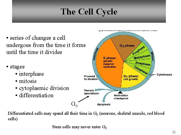 Bio 211 Laboratory 1 Microscope Cellular Structure Cell