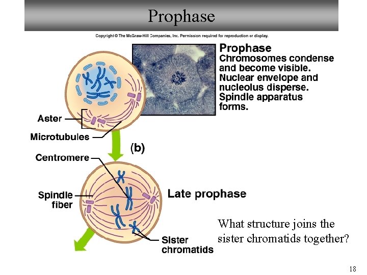 Bio 211 Laboratory 1 Microscope Cellular Structure Cell