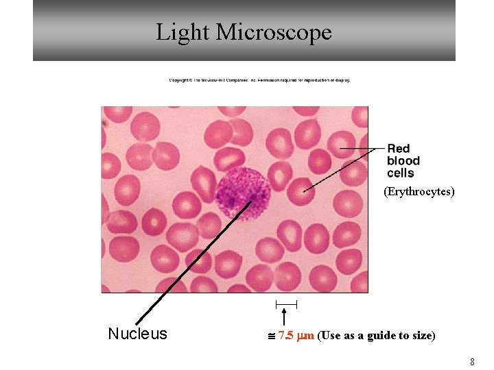 Bio 211 Laboratory 1 Microscope Cellular Structure Cell