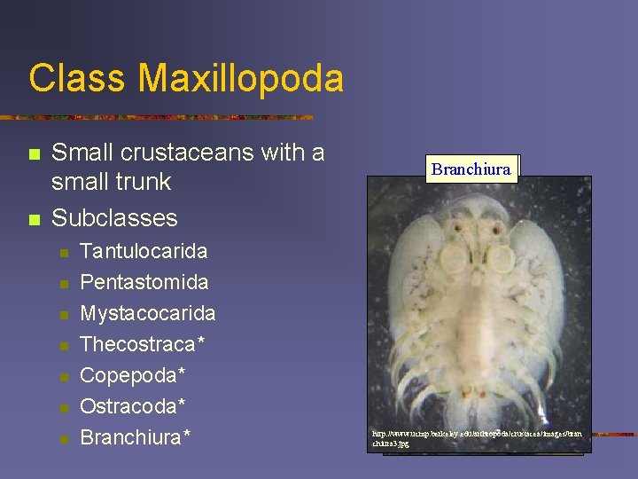 ZOO 115 Invertebrate Zoology Subphylum Crustacea Part II