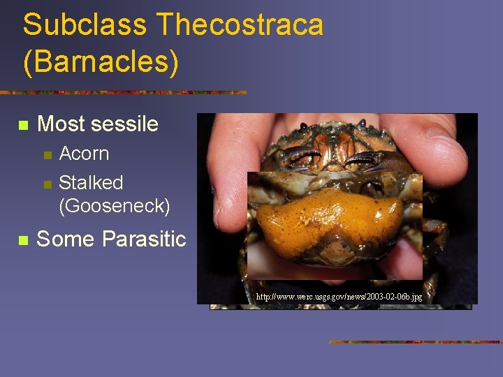 ZOO 115 Invertebrate Zoology Subphylum Crustacea Part II