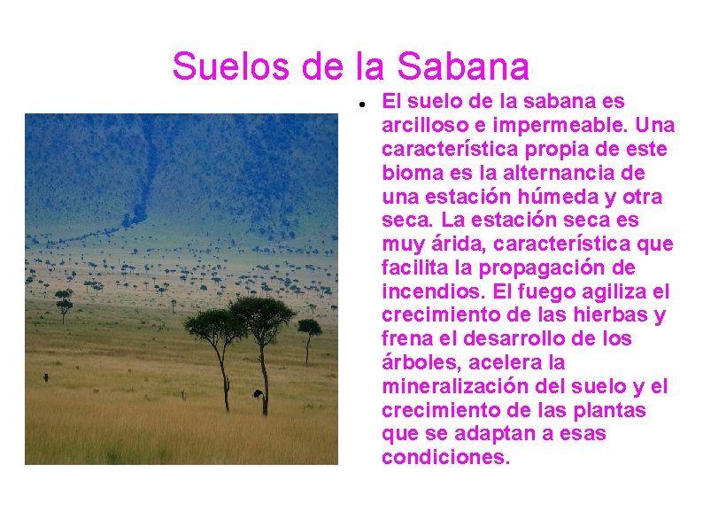 La Sabana Que es la Sabana Las sabanas
