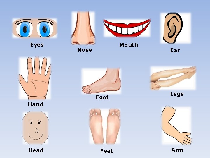 Eyes Mouth Nose Foot Ear Legs Hand Head