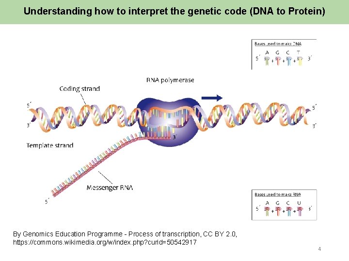 Gene prediction is based on understanding how to