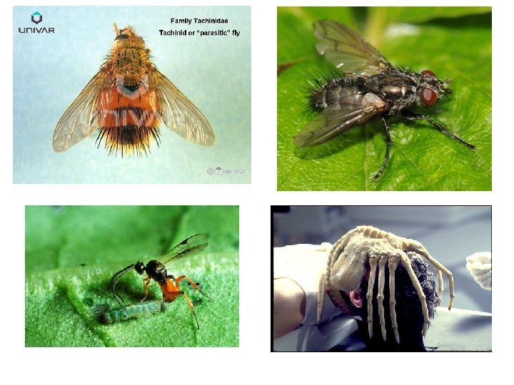 INTERSPECIJSKI ODNOSI Predator plen model LotkaVolterra model i