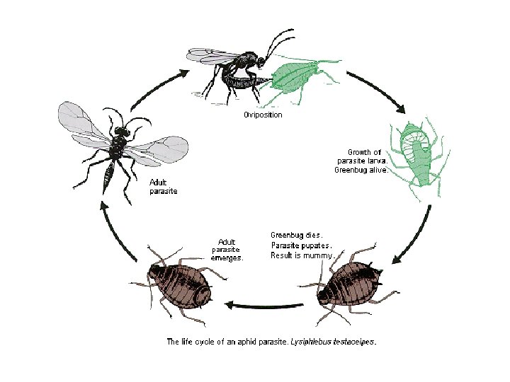 INTERSPECIJSKI ODNOSI Predator plen model LotkaVolterra model i