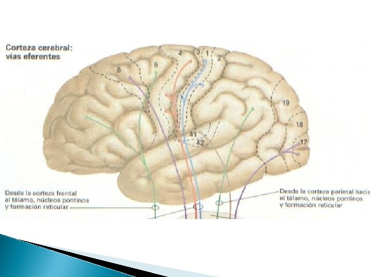 MOTRICIDAD reas Motoras Corteza Cerebral Corteza Motora Primaria