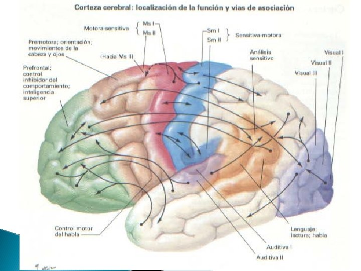 MOTRICIDAD reas Motoras Corteza Cerebral Corteza Motora Primaria