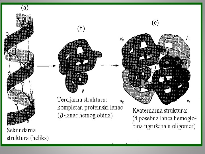 Struktura proteina Globularni I fibrilarni proteini Struktura proteina