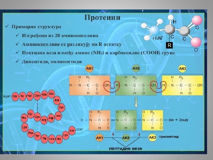 Struktura proteina Globularni I fibrilarni proteini Struktura proteina