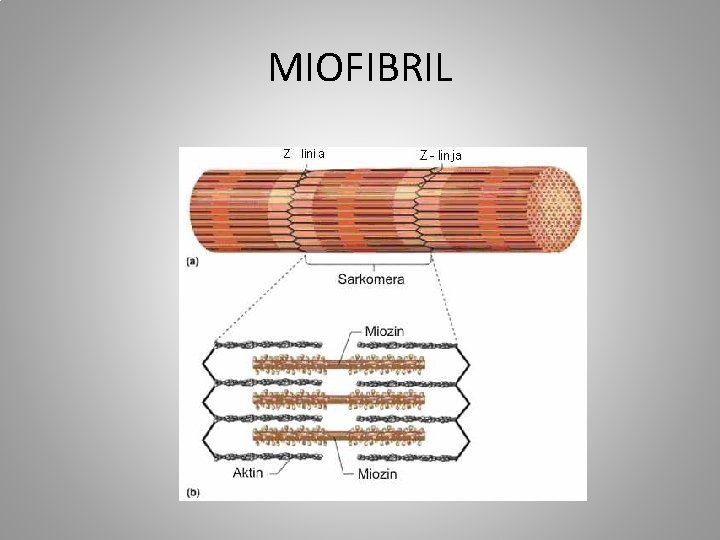 Struktura proteina Globularni I fibrilarni proteini Struktura proteina
